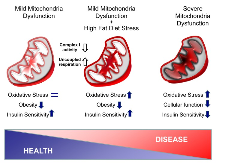 Aging | Mitochondria, obesity and aging - Figure F1