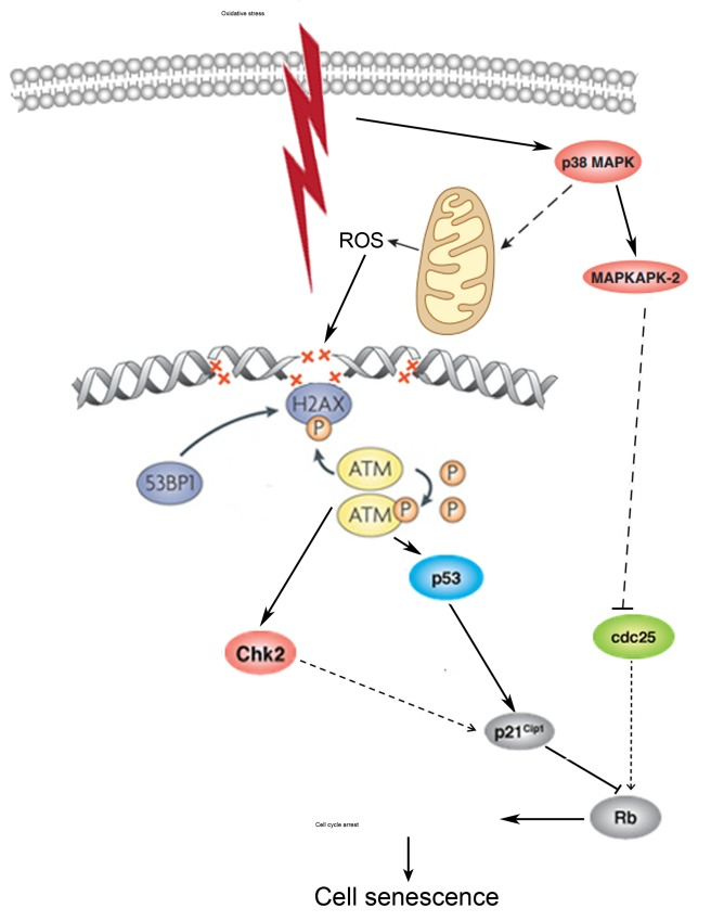 Interaction between ROS dependent DNA damage, mitochondria and p38 MAPK ...
