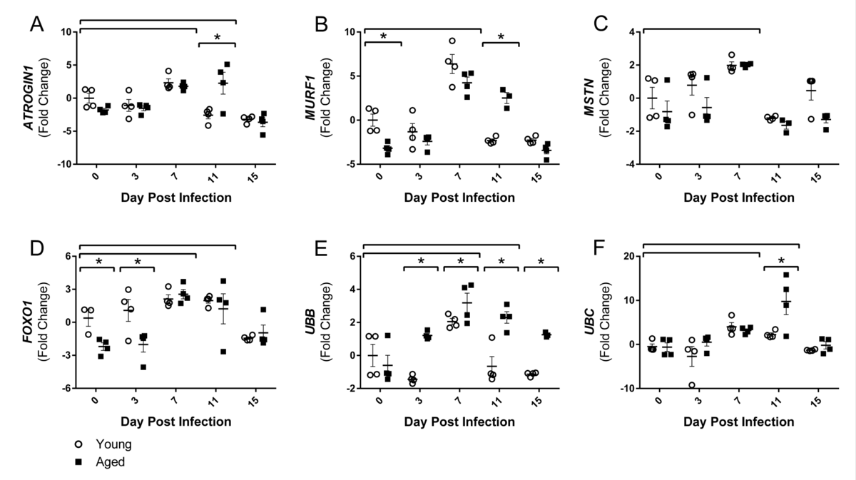 Aging augments the impact of influenza respiratory tract infection on ...