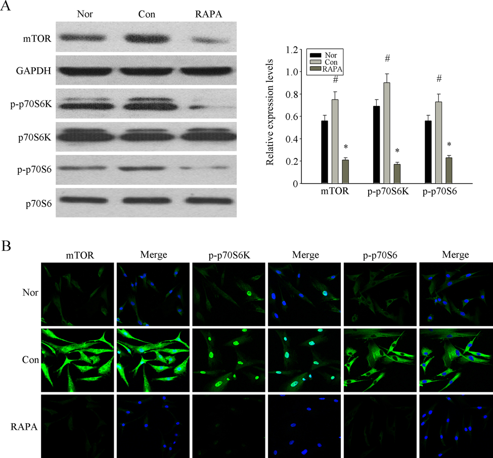 Rapamycin reverses the senescent phenotype and improves immuno-regulation of mesenchymal stem ...