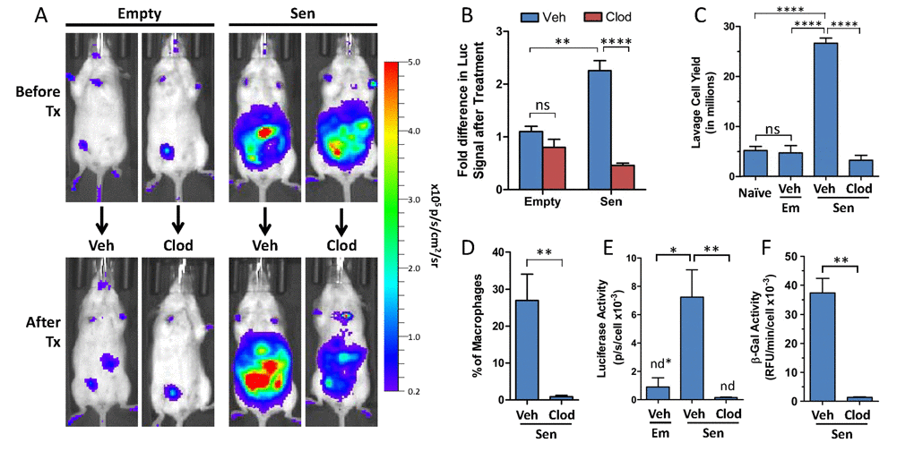 Aging of mice is associated with p16(Ink4a)- and β-galactosidase ...