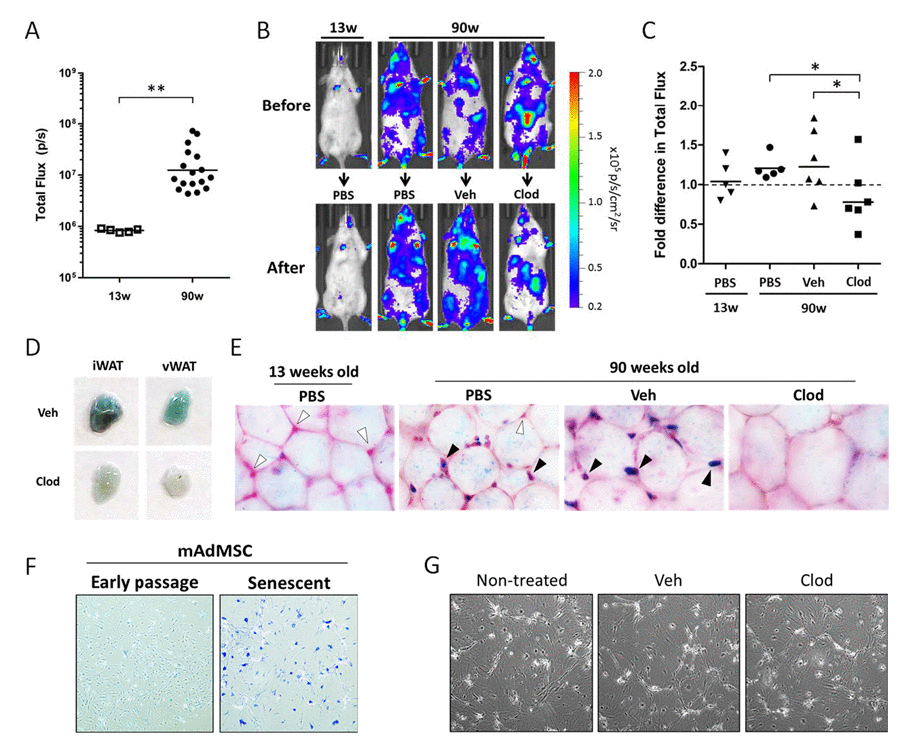 Aging of mice is associated with p16(Ink4a)- and β-galactosidase ...