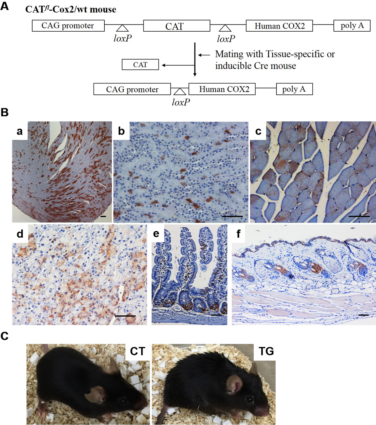 Transgenic expression of cyclooxygenase-2 (COX2) causes premature aging ...