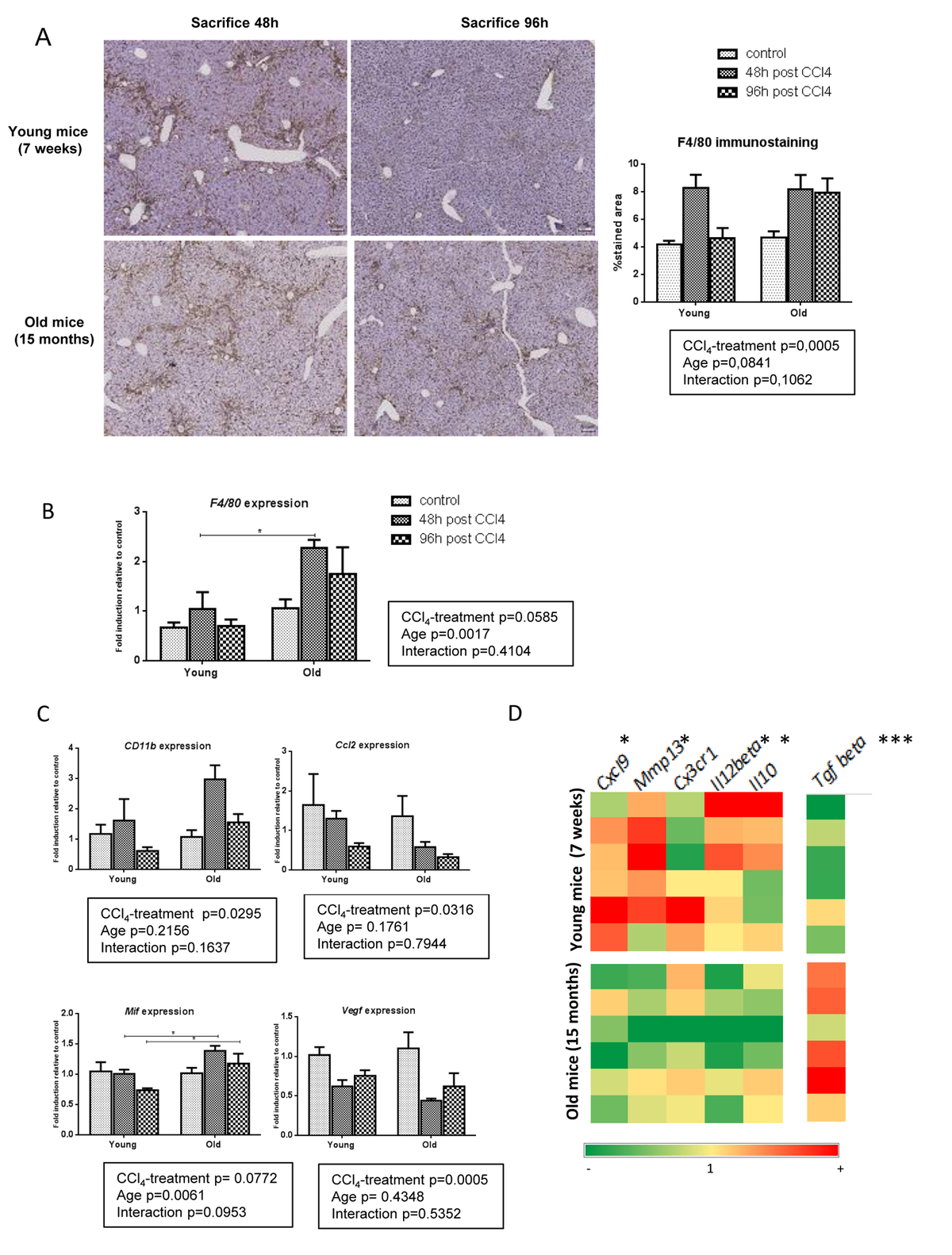 Aging enhances liver fibrotic response in mice through hampering ...