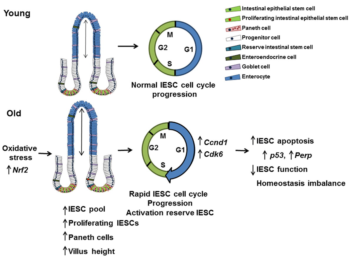 Aging effects on intestinal homeostasis associated with expansion and ...