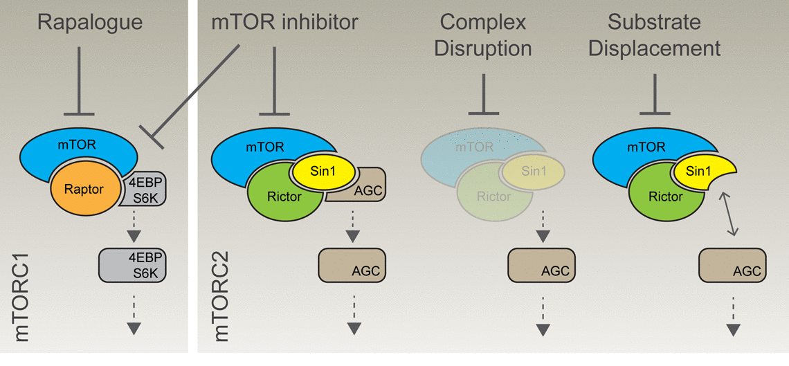 Towards specific inhibition of mTORC2 - Figure f1 | Aging