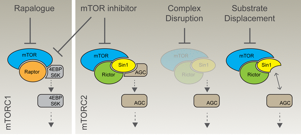 Towards specific inhibition of mTORC2 | Aging