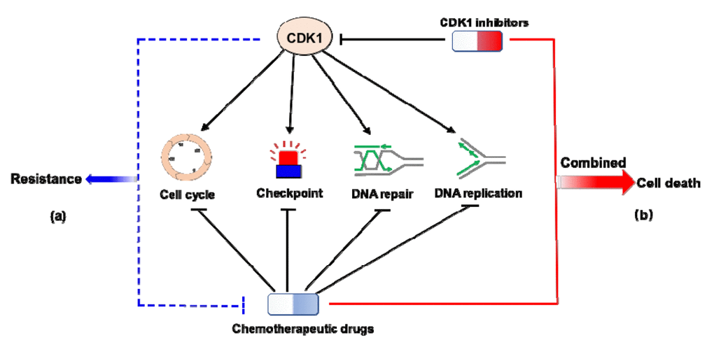 CDK1: beyond cell cycle regulation | Aging