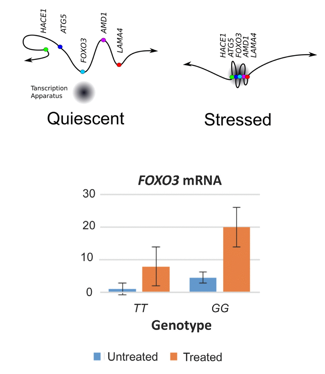 FOXO3 cell resilience gene neighborhood - Figure f1 | Aging