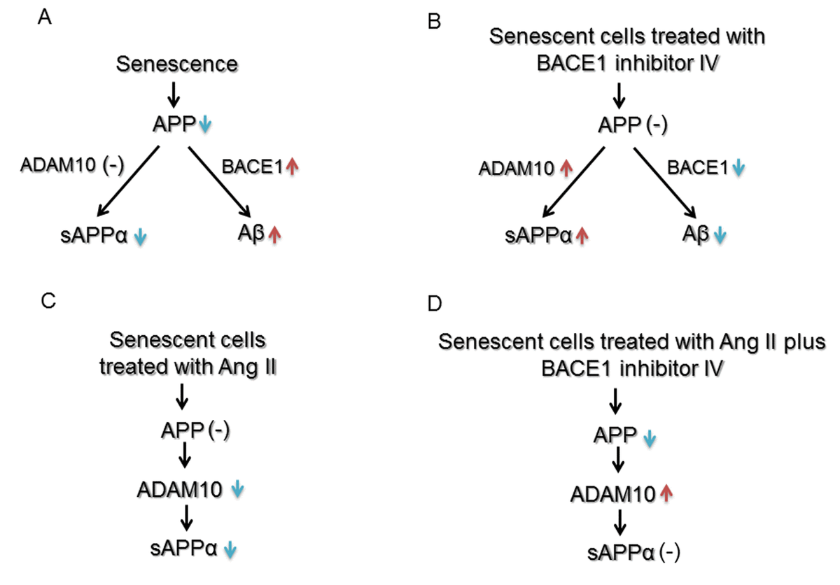 Effects of senescence and angiotensin II on expression and processing ...