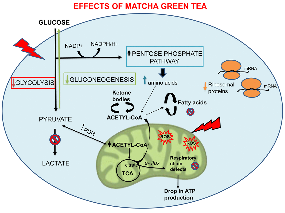 Matcha green tea (MGT) inhibits the propagation of cancer stem cells ...