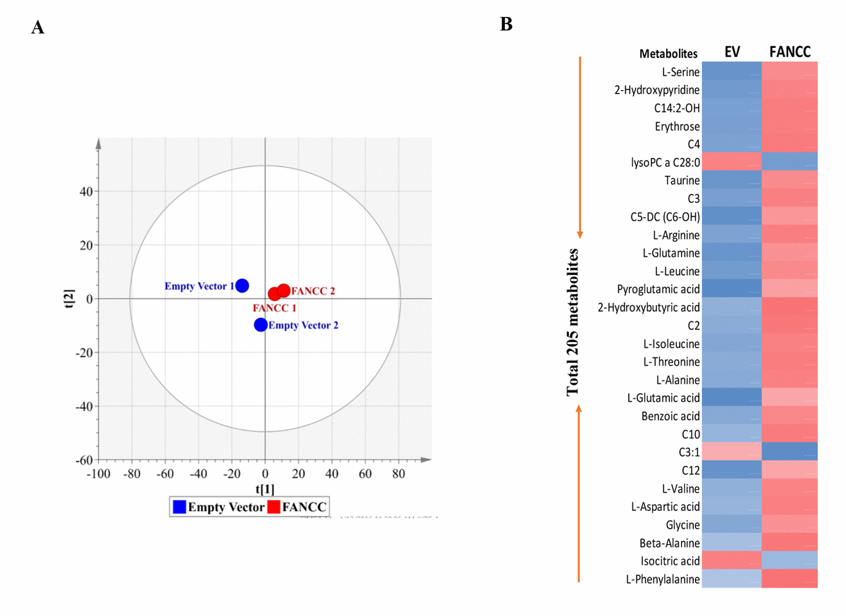 Fanconi Anemia complementation group C protein in metabolic disorders ...