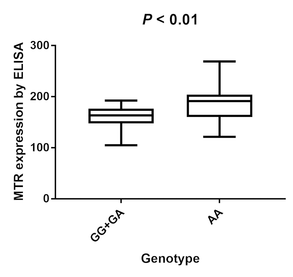 Human methionine synthase A2756G polymorphism increases susceptibility ...