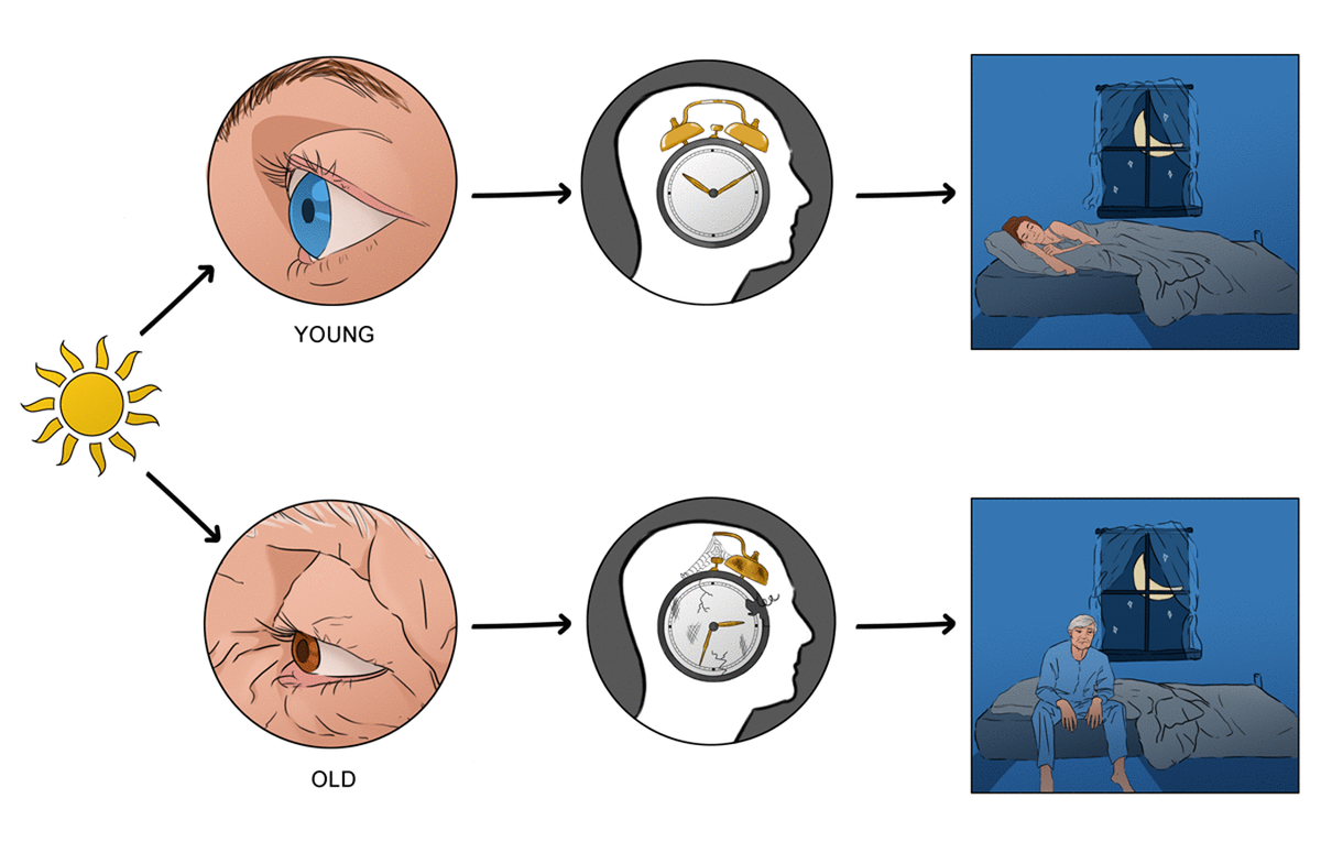 Aging clocks: disrupted circadian rhythms - Figure f1 | Aging