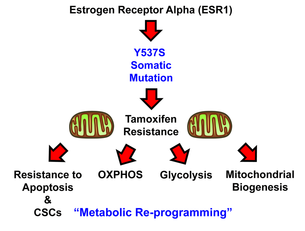 The ER-alpha mutation Y537S confers Tamoxifen-resistance via enhanced ...