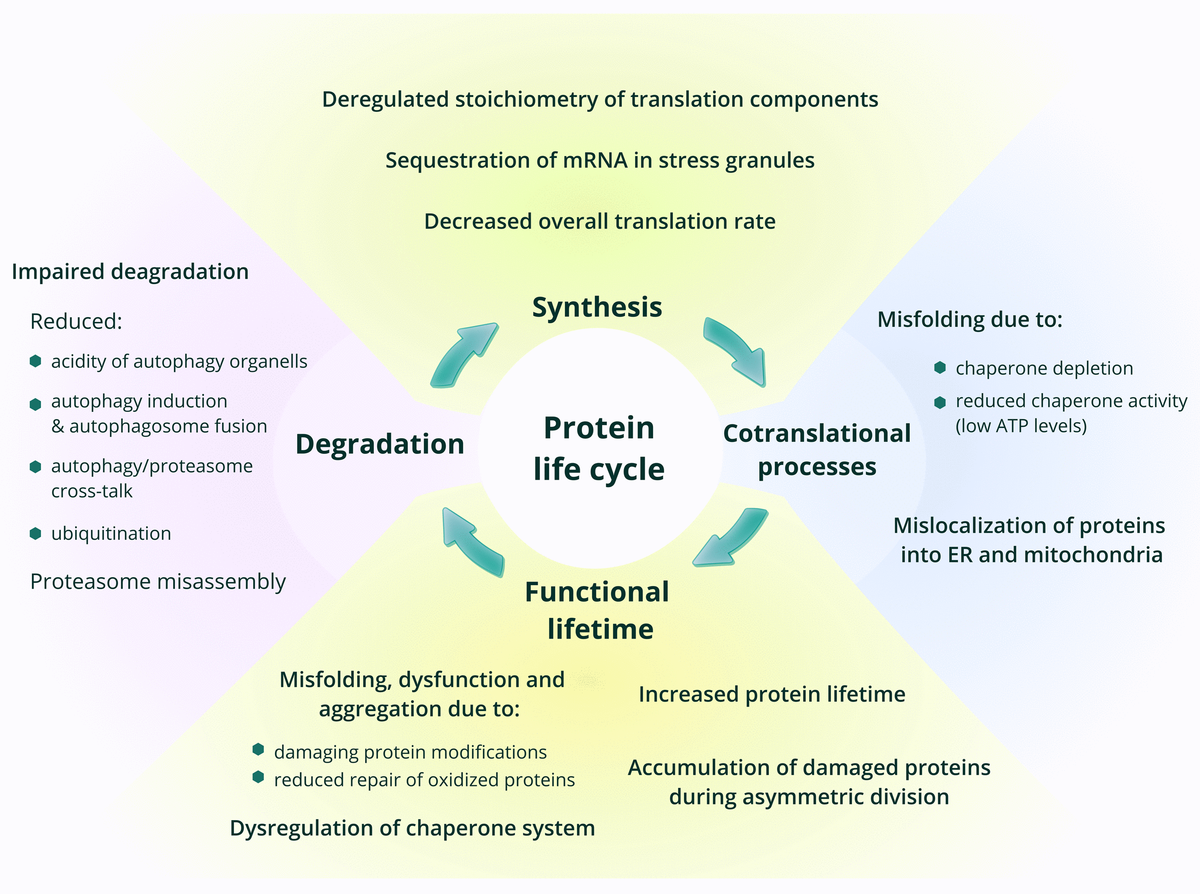 Protein synthesis and quality control in aging - Figure f1 | Aging