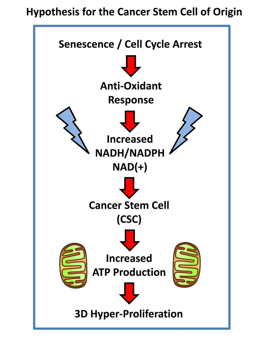 Hallmarks of the cancer cell of origin: Comparisons with “energetic ...