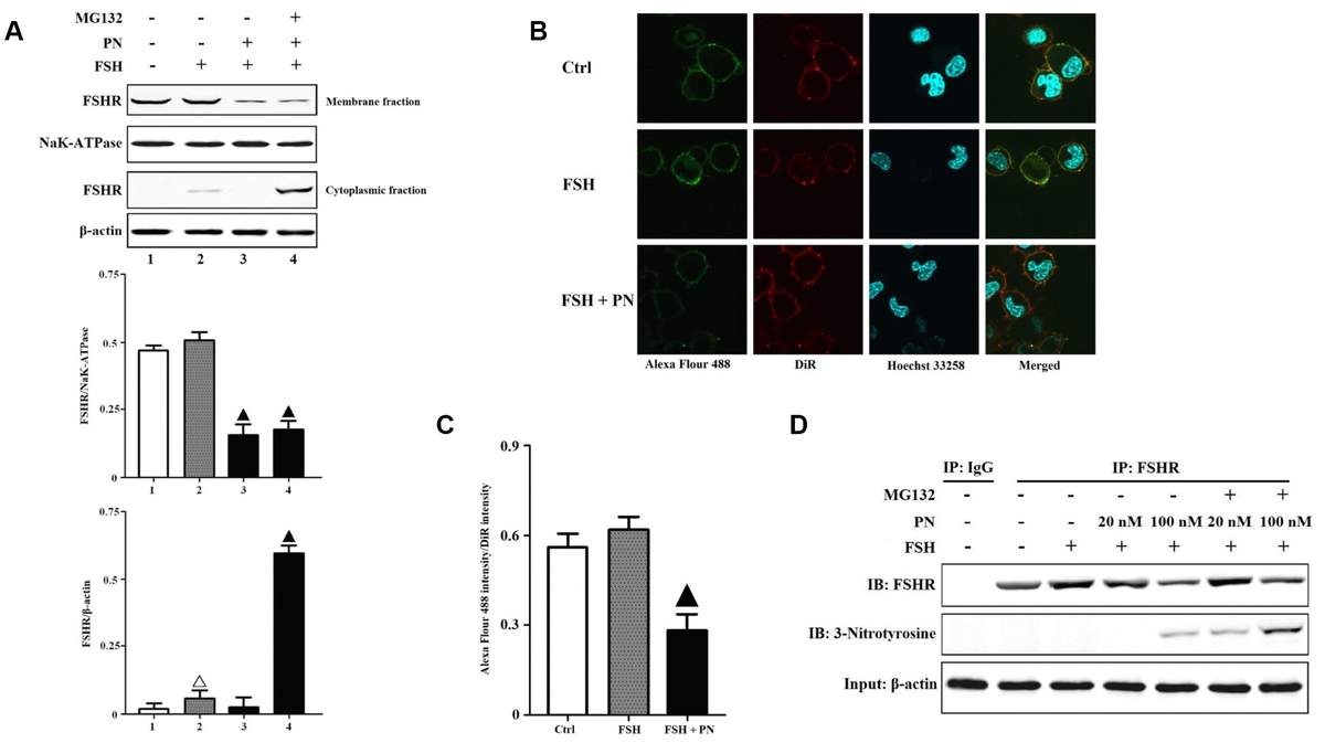 Tyrosine nitrations impaired intracellular trafficking of FSHR to the ...