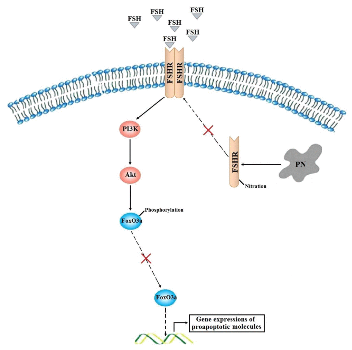 Tyrosine nitrations impaired intracellular trafficking of FSHR to the ...