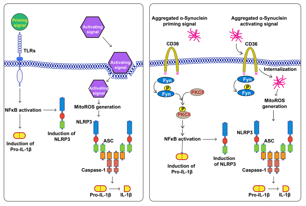 Fyn amplifies NLRP3 inflammasome signaling in Parkinson's disease | Aging