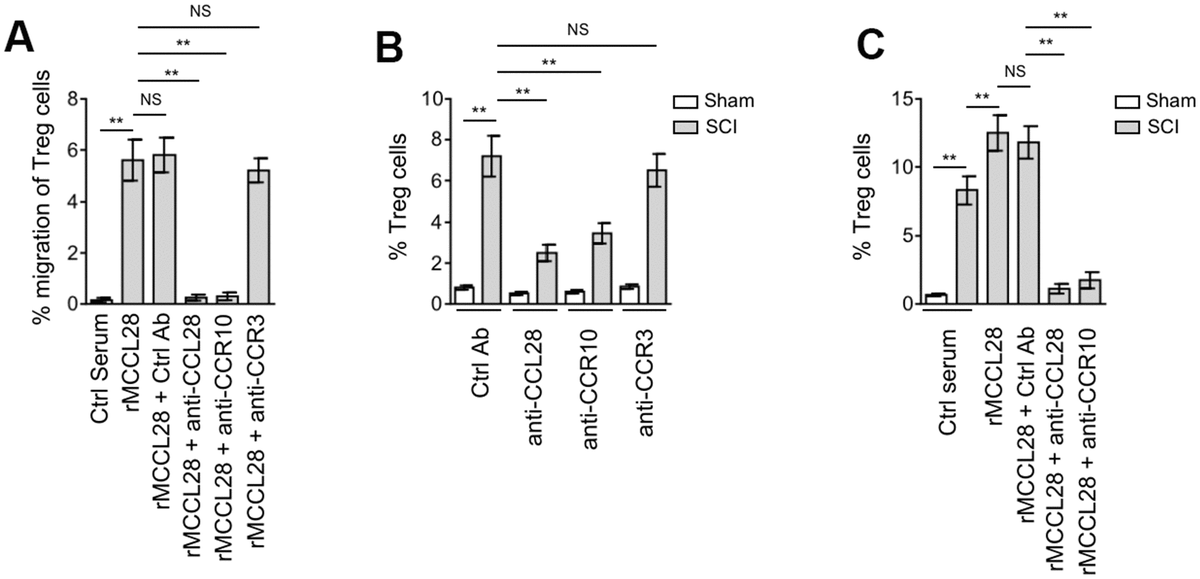 CCL28 promotes locomotor recovery after spinal cord injury via ...