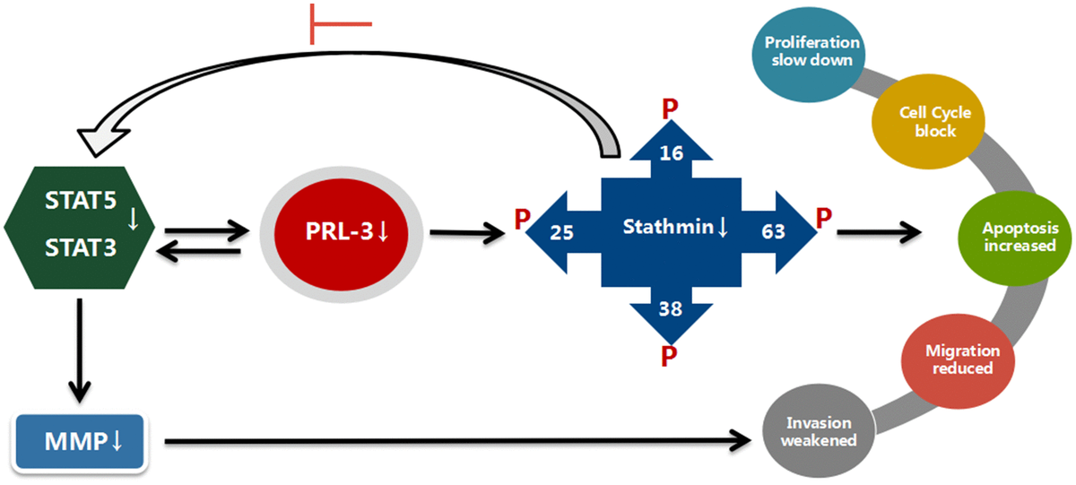 PRL-3 exerts oncogenic functions in myeloid leukemia cells via aberrant ...
