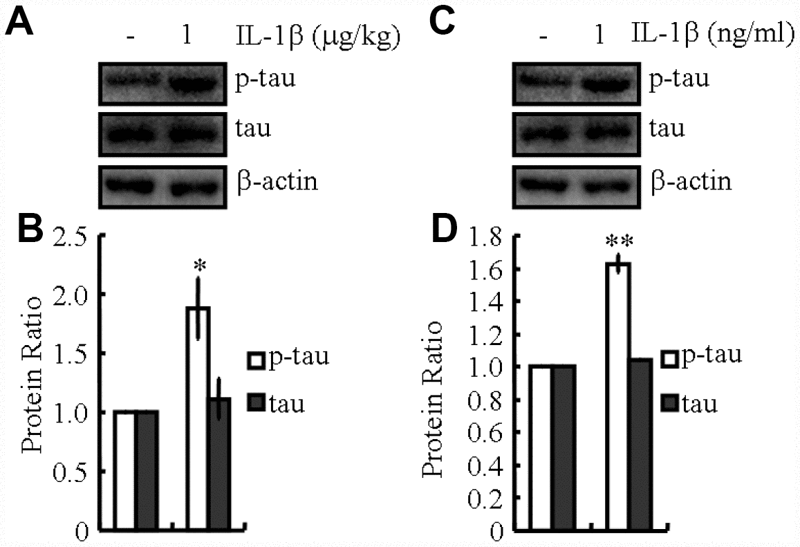 Kainic acid hyperphosphorylates tau via inflammasome activation in MAPT ...