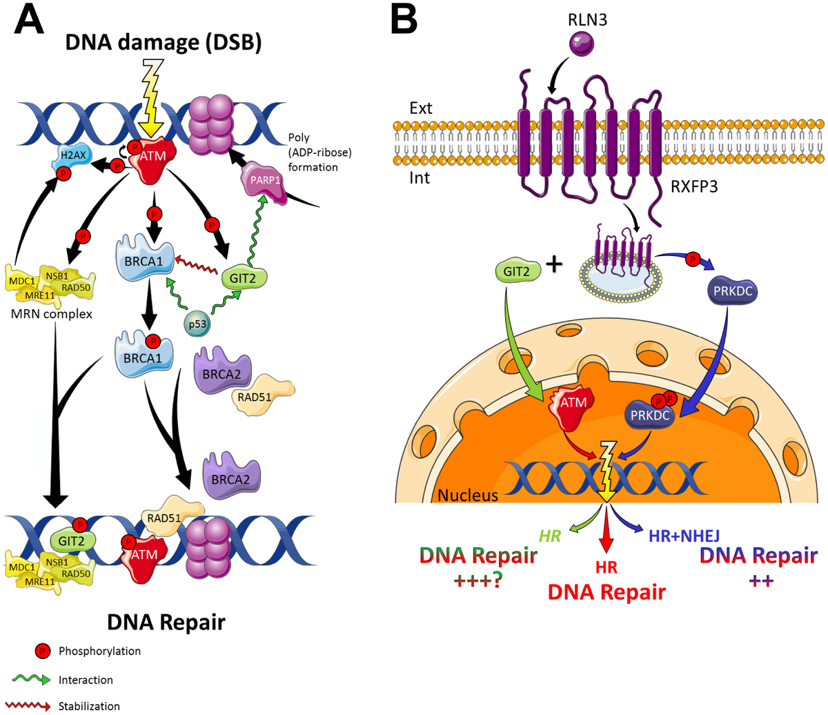 The RXFP3 receptor is functionally associated with cellular responses ...