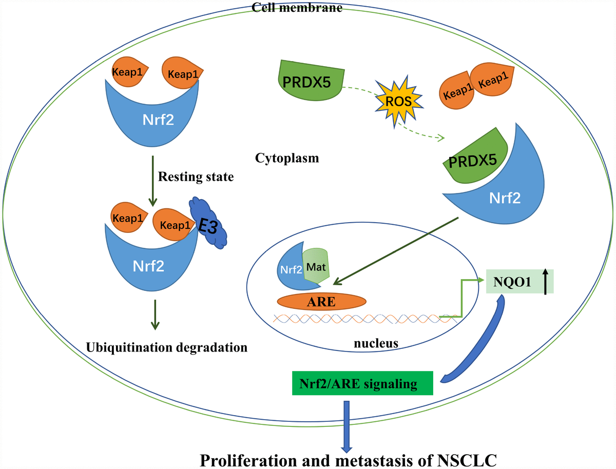PRDX5 as a novel binding partner in Nrf2-mediated NSCLC progression under oxidative stress ...