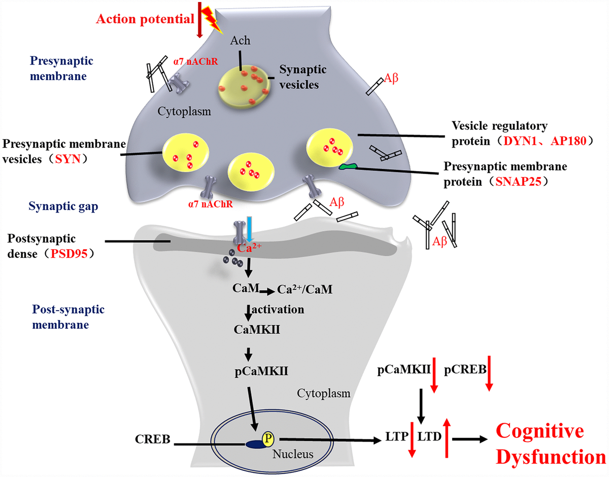 Activation of α7 nAChR by PNU-282987 improves synaptic and cognitive functions through restoring ...