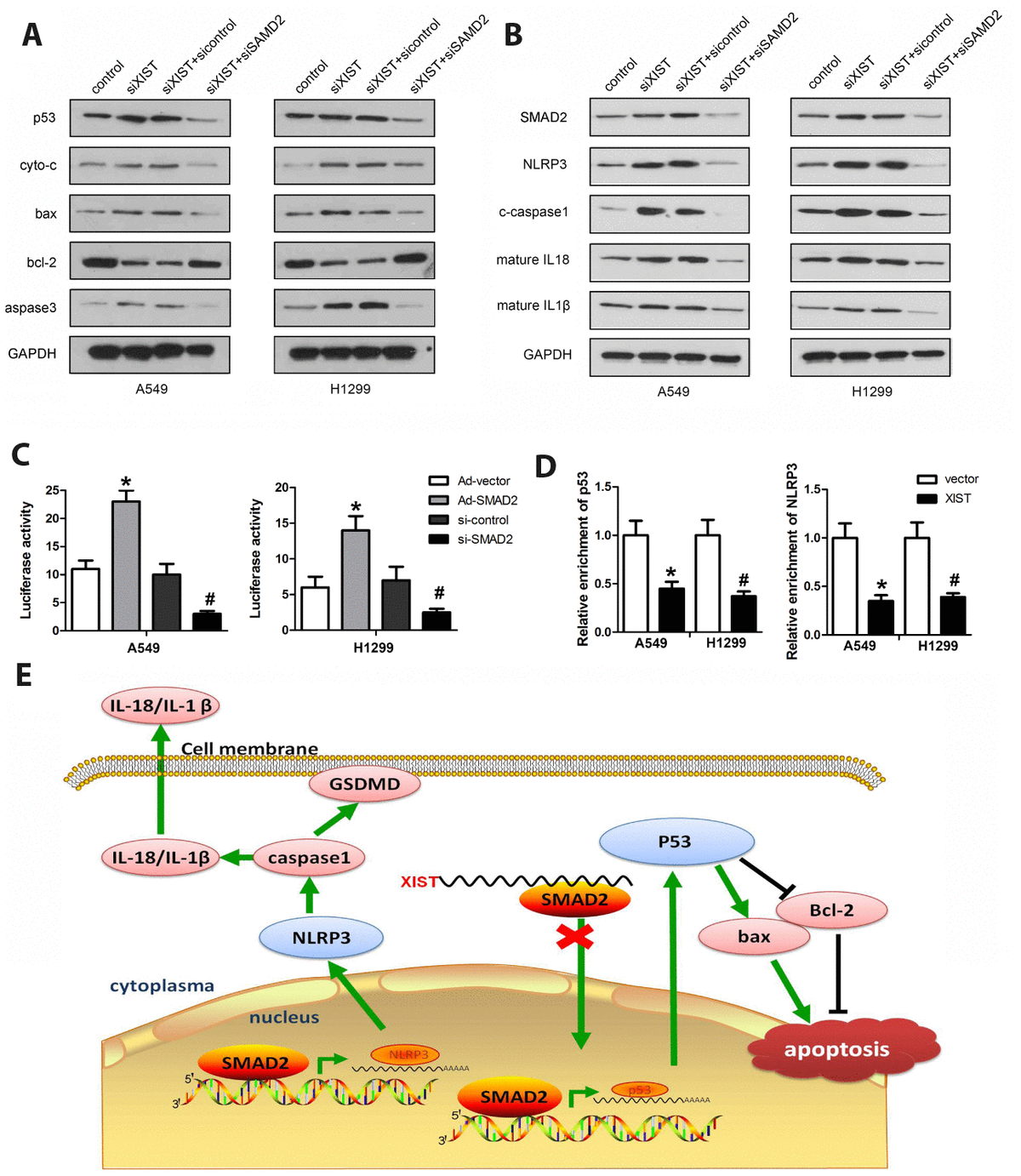 Silencing of lncRNA XIST inhibits non-small cell lung cancer growth and ...