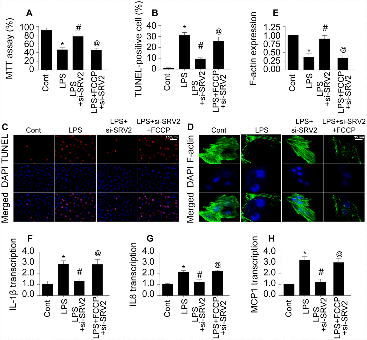 SRV2 promotes mitochondrial fission and Mst1-Drp1 signaling in LPS ...
