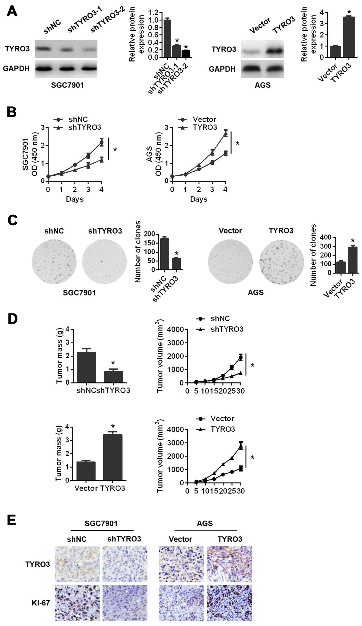 TYRO3 facilitates cell growth and metastasis via activation of the Wnt ...