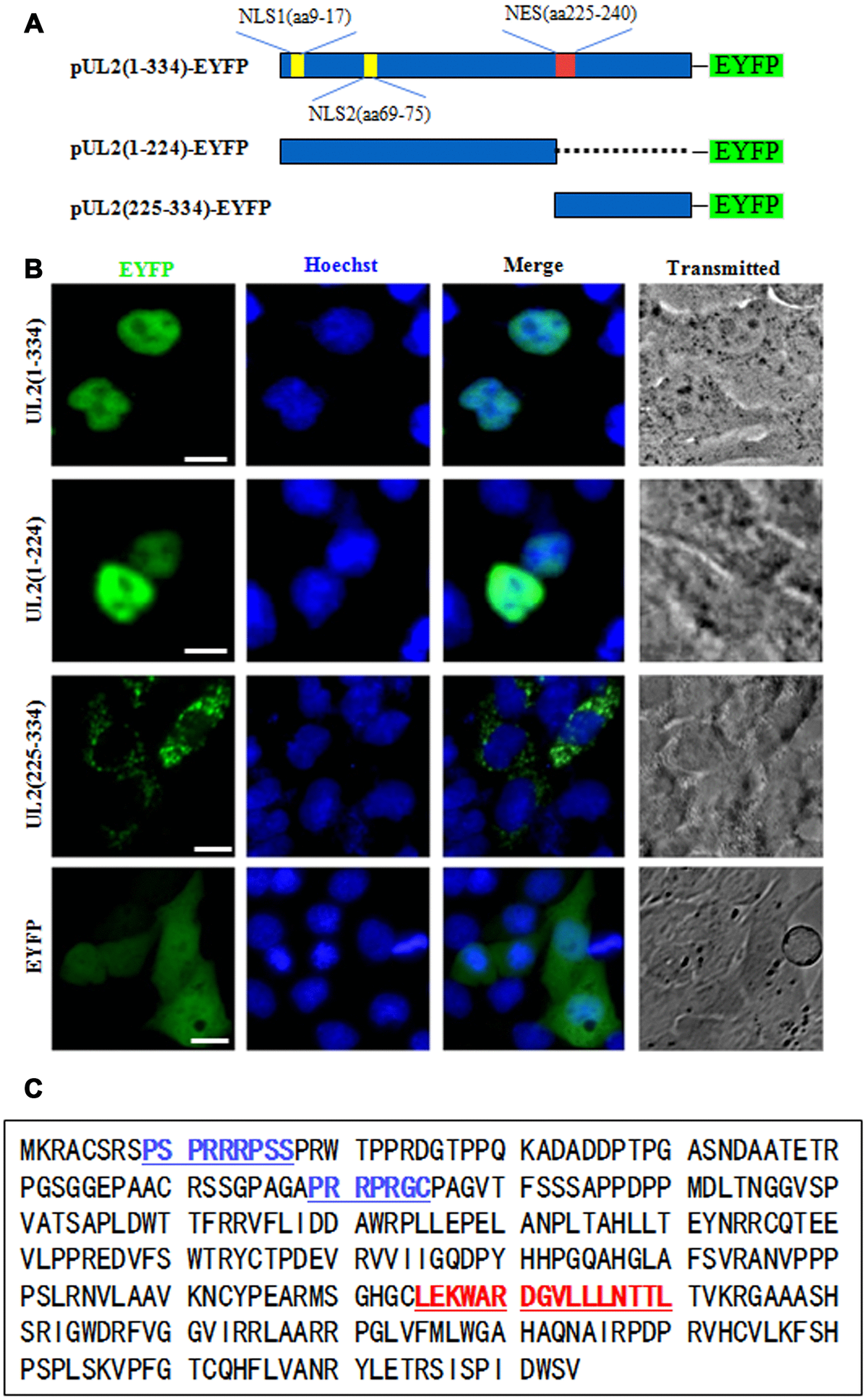 The nuclear localization signal-mediated nuclear targeting of herpes ...