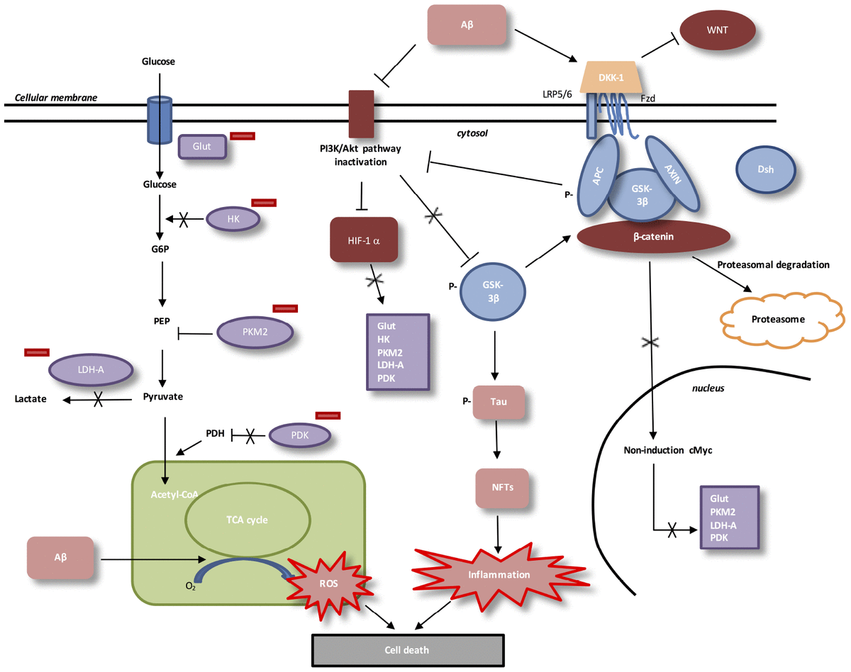 Riluzole: a therapeutic strategy in Alzheimer’s disease by targeting ...