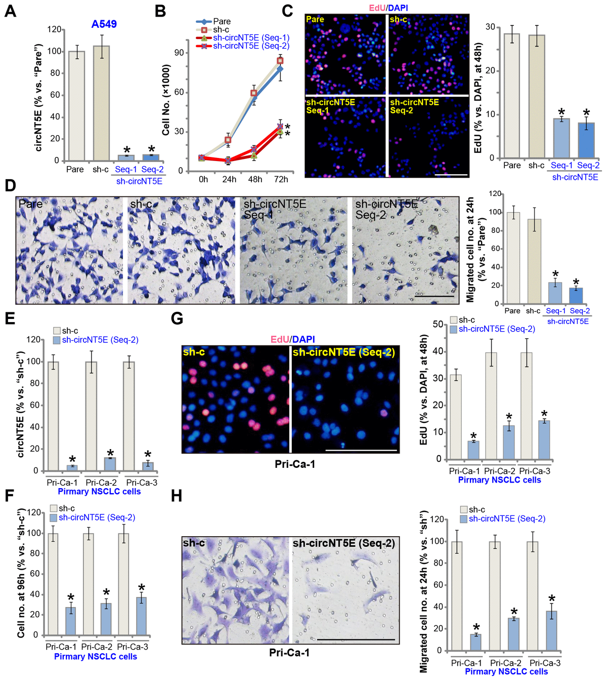 The circular RNA NT5E promotes non-small cell lung cancer cell growth ...