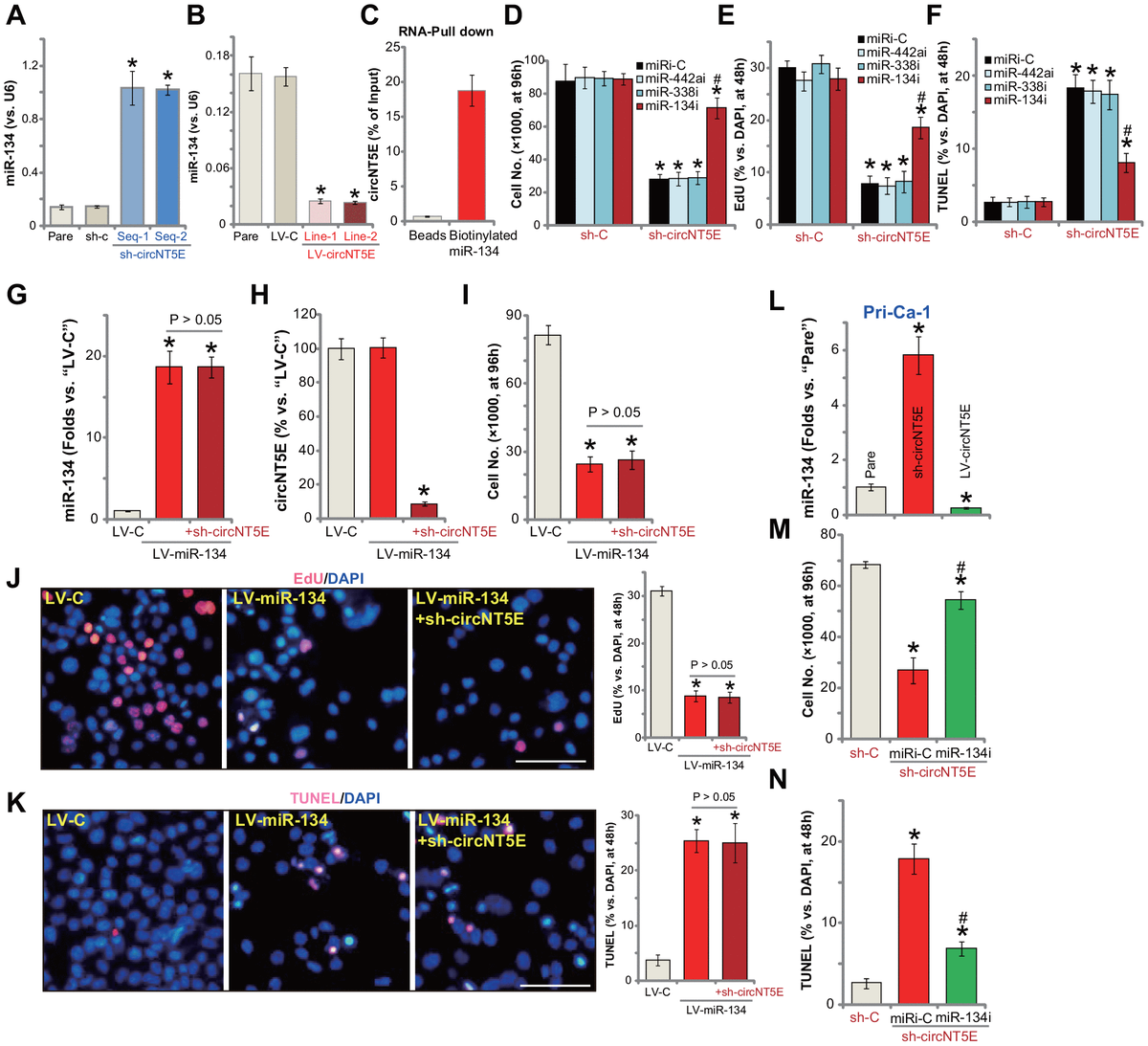 The circular RNA NT5E promotes non-small cell lung cancer cell growth ...