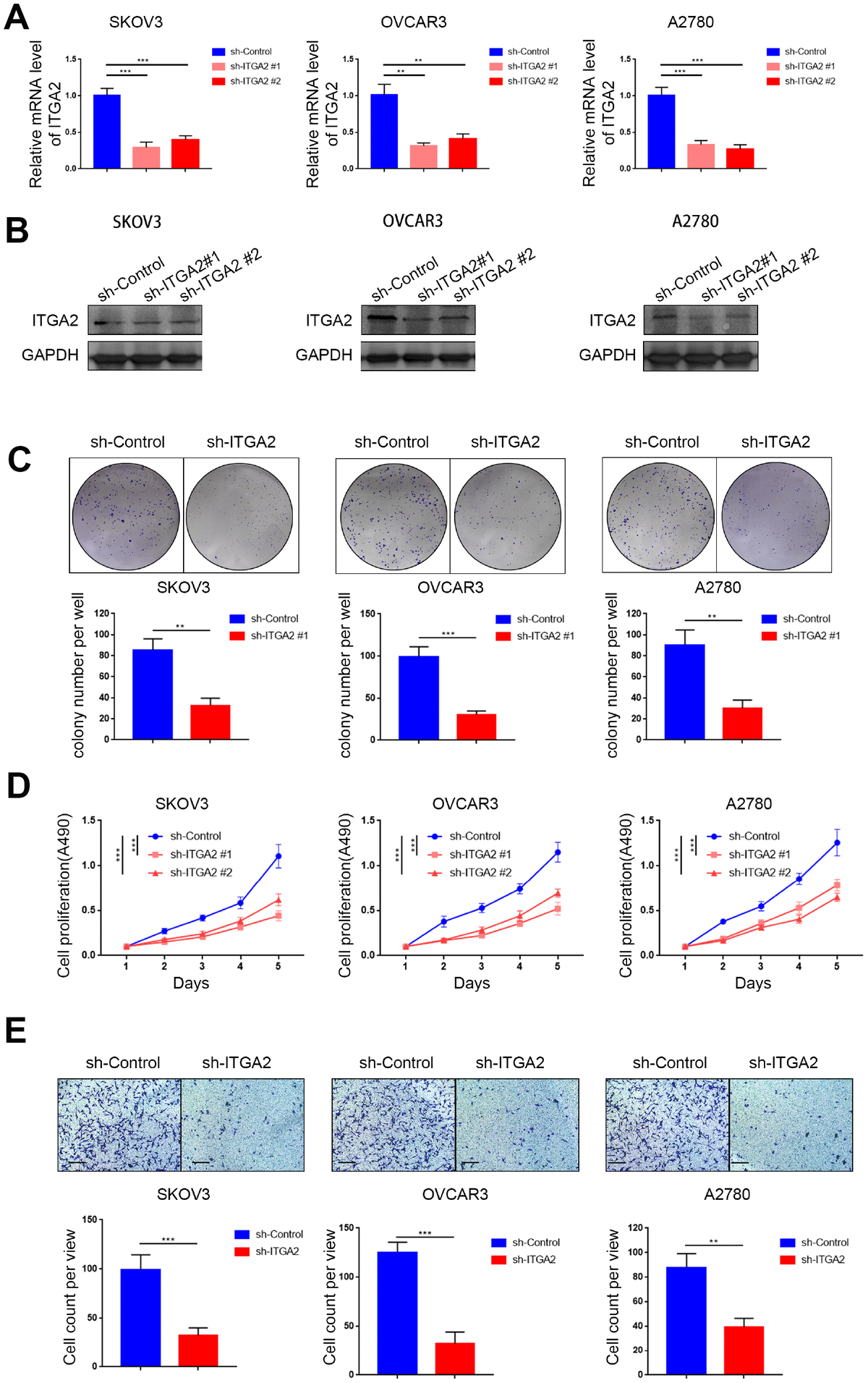 Overexpressed ITGA2 contributes to paclitaxel resistance by ovarian ...
