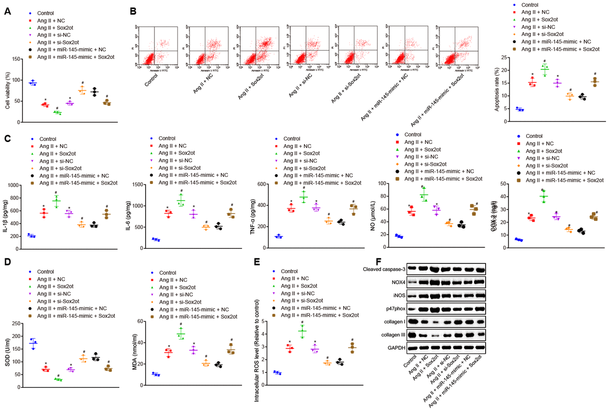 Silencing Of Long Non Coding Rna Sox2ot Inhibits Oxidative Stress And