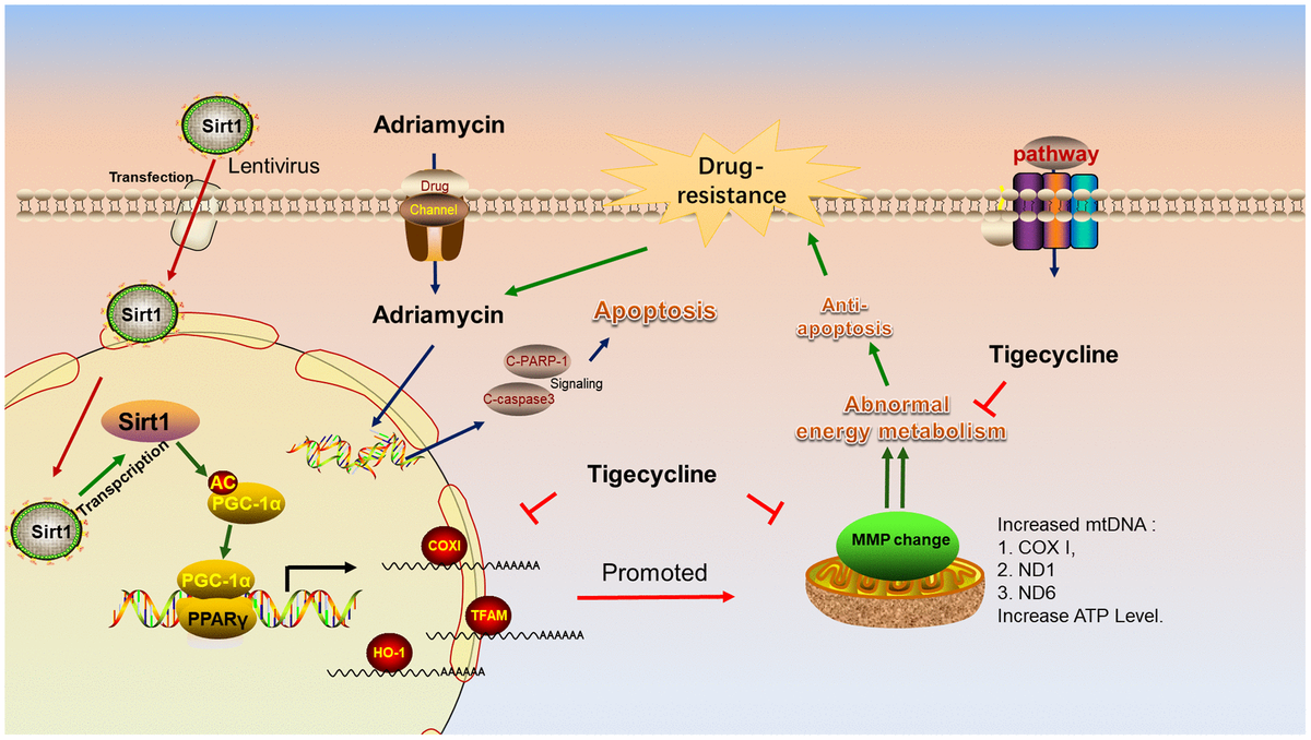 Sirt1 gene confers Adriamycin resistance in DLBCL via activating the ...