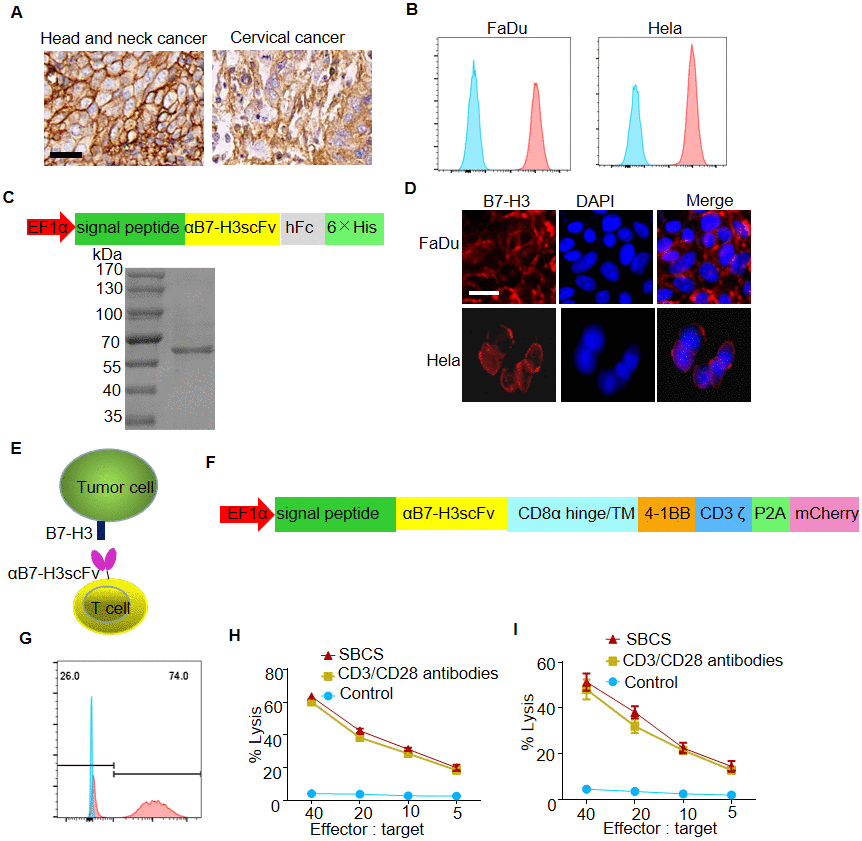 T cell stimulation and expansion by SunTag-based clustering of anti-CD3 ...