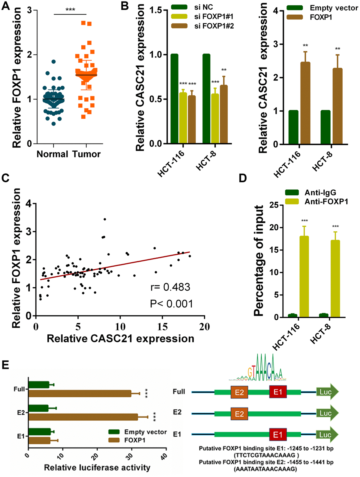 CASC21, a FOXP1 induced long non-coding RNA, promotes colorectal cancer ...