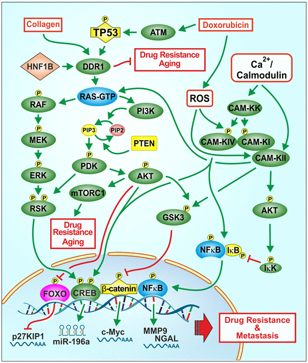 Influences of TP53 and the anti-aging DDR1 receptor in controlling Raf ...