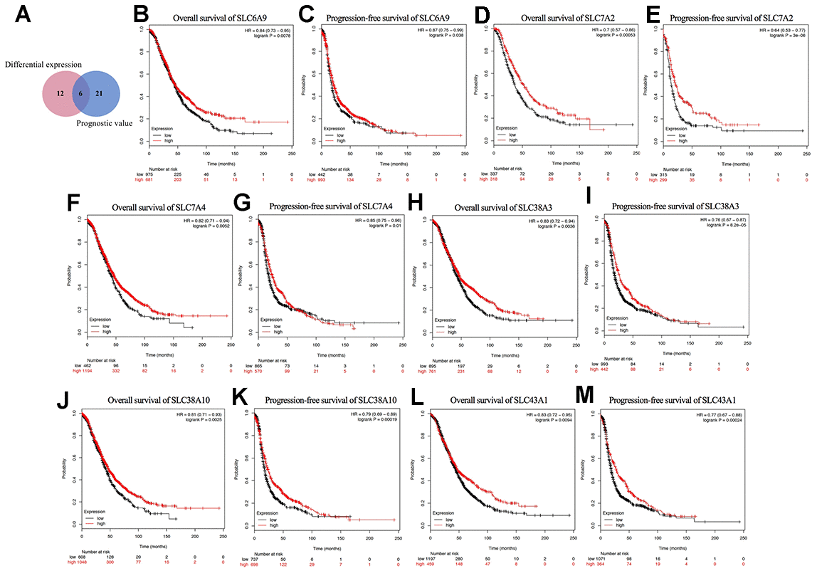 SLC7A2 serves as a potential biomarker and therapeutic target for ...