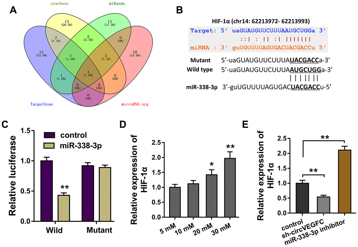Circular RNA circVEGFC accelerates high glucose-induced vascular ...