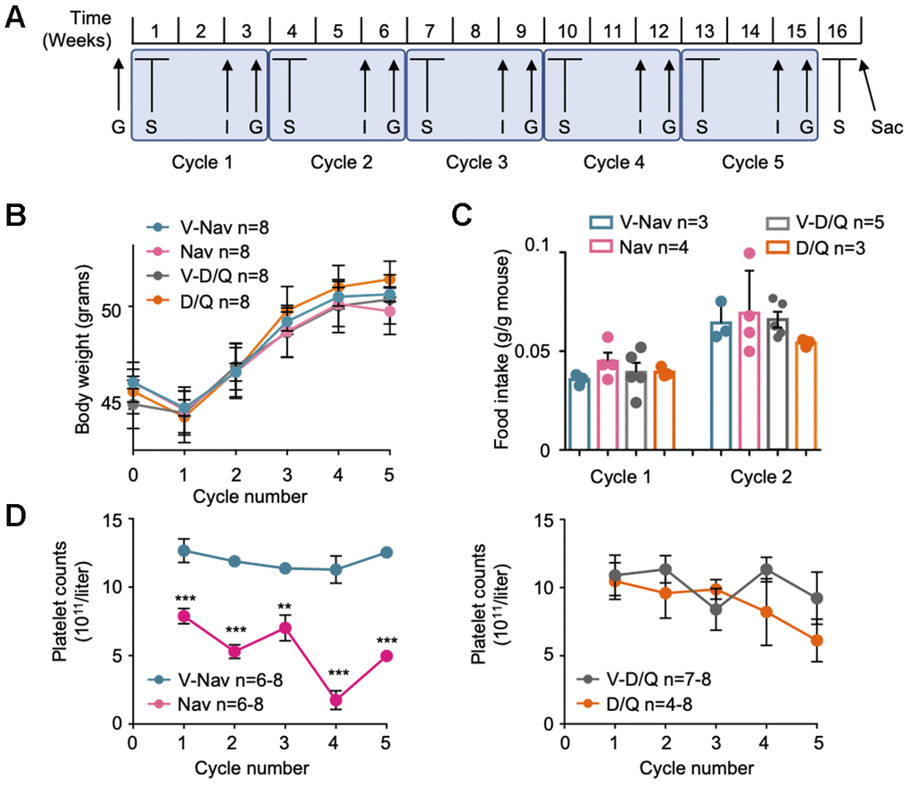 Transient metabolic improvement in obese mice treated with navitoclax ...