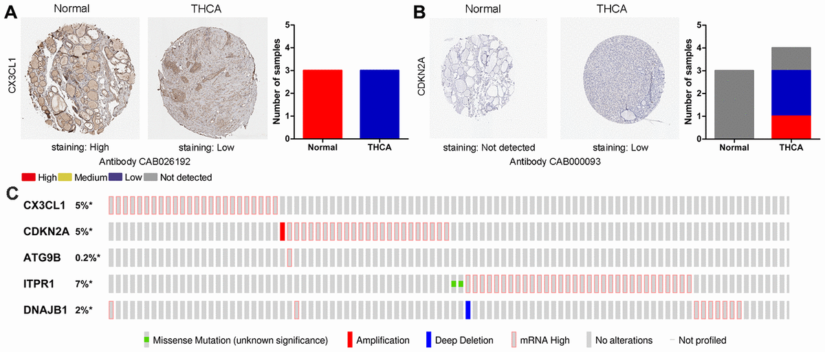Development and validation of a survival model for thyroid carcinoma based on autophagy ...