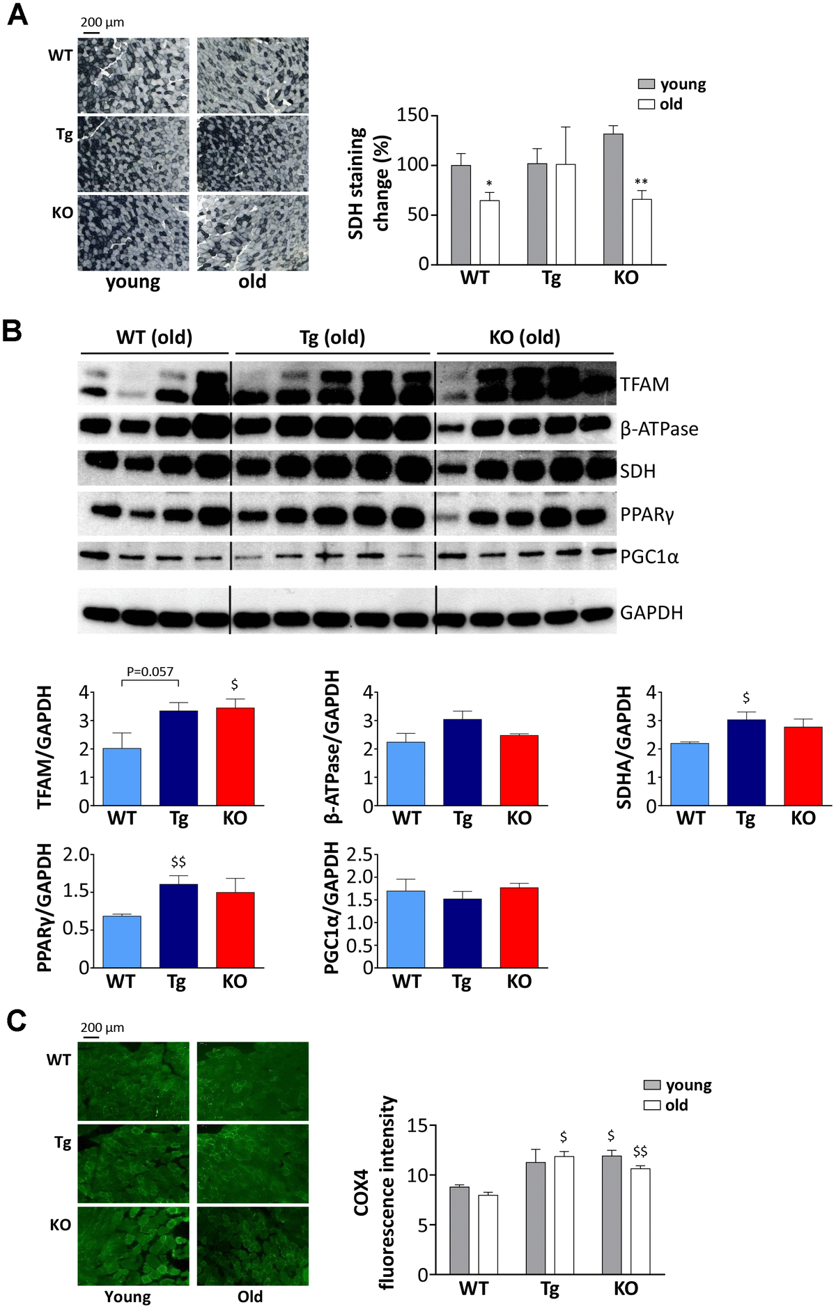 Both ghrelin deletion and unacylated ghrelin overexpression preserve ...