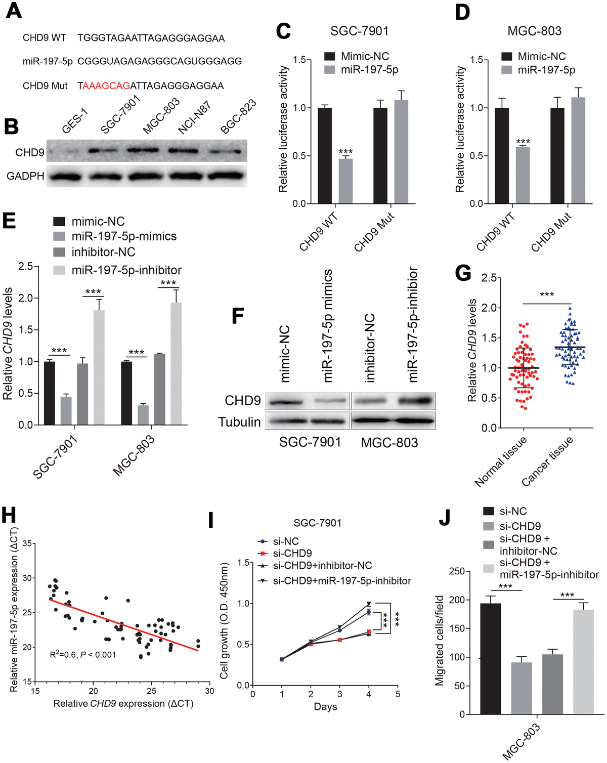 CircPDZD8 promotes gastric cancer progression by regulating CHD9 via ...