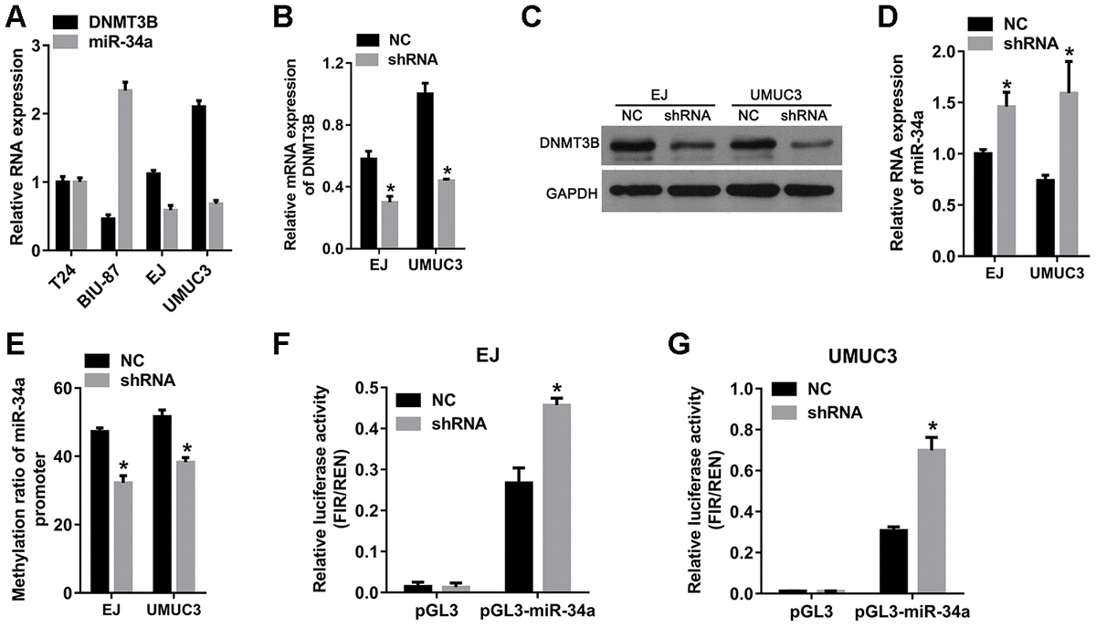 DNMT3B silencing suppresses migration and invasion by epigenetically ...